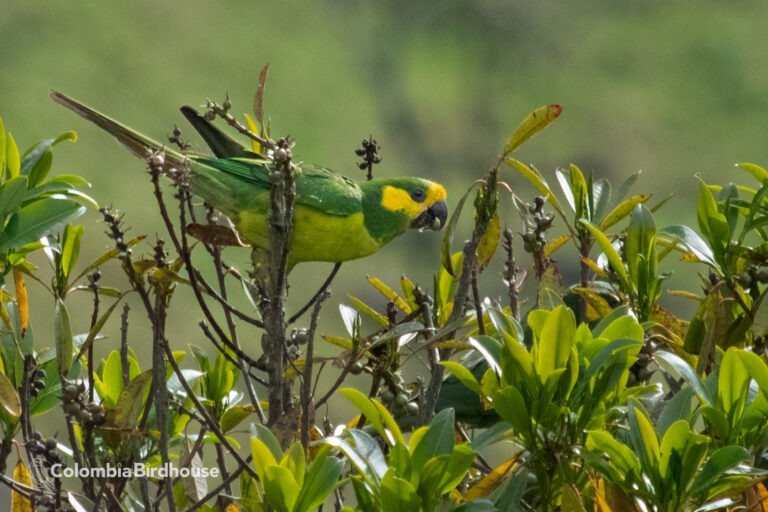 Yellow-eared Parrot • Colombia Birdhouse • Colombian endemic